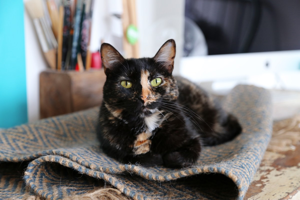 Inca – CAT RESCUE DIARIES: