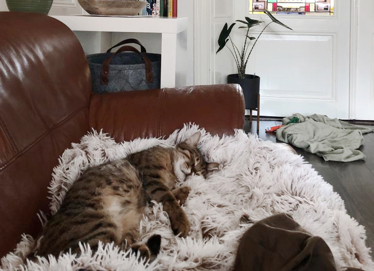 Paul – CAT RESCUE DIARIES: