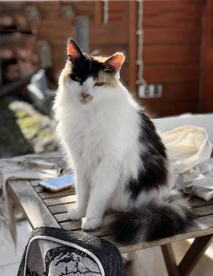 Twix – CAT RESCUE DIARIES: