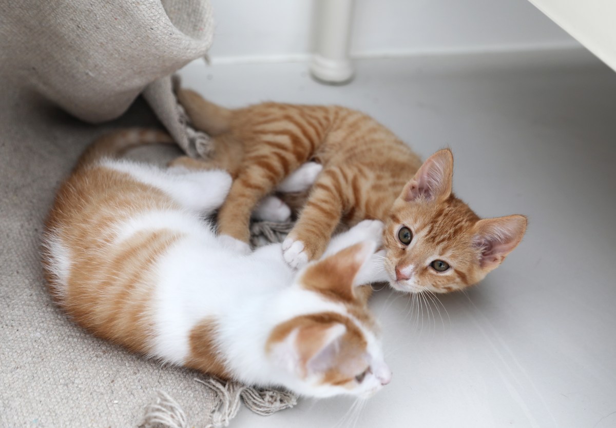 Maya – CAT RESCUE DIARIES: