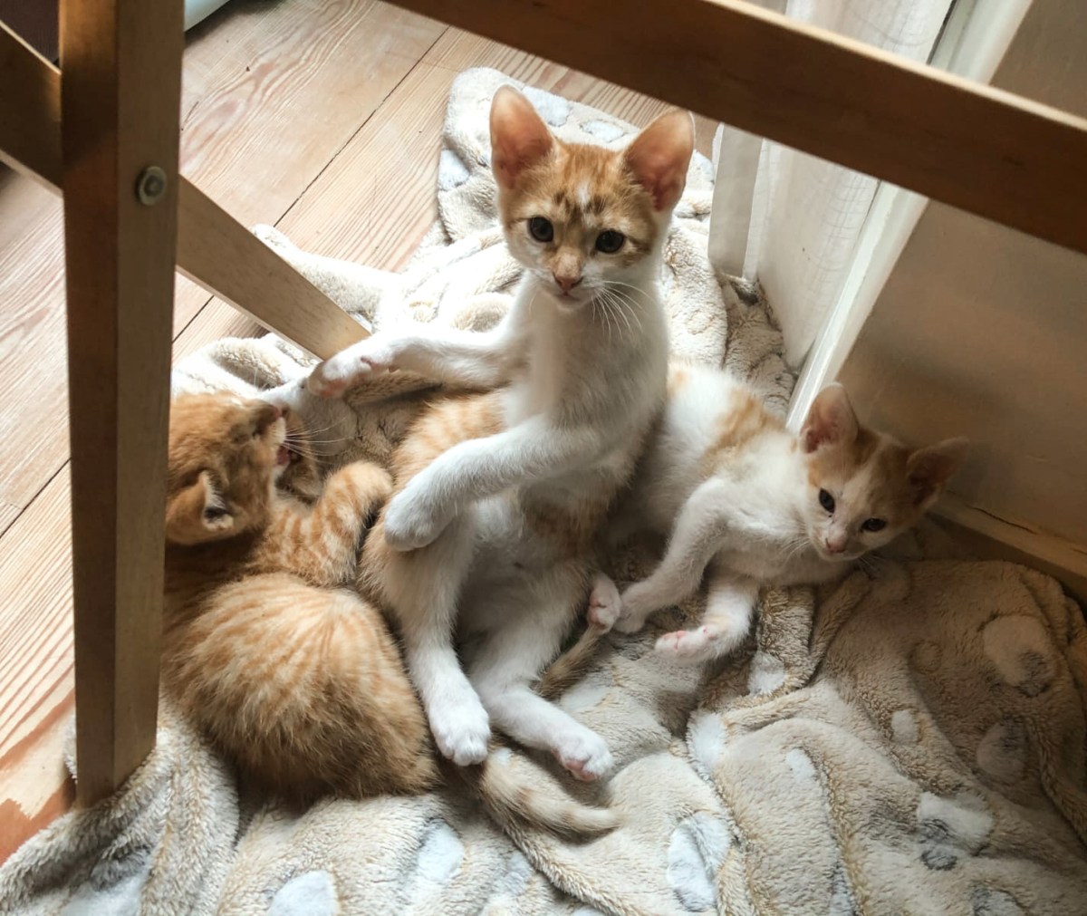 Atticus – CAT RESCUE DIARIES: